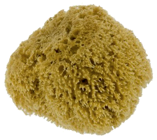 Eponge naturelle